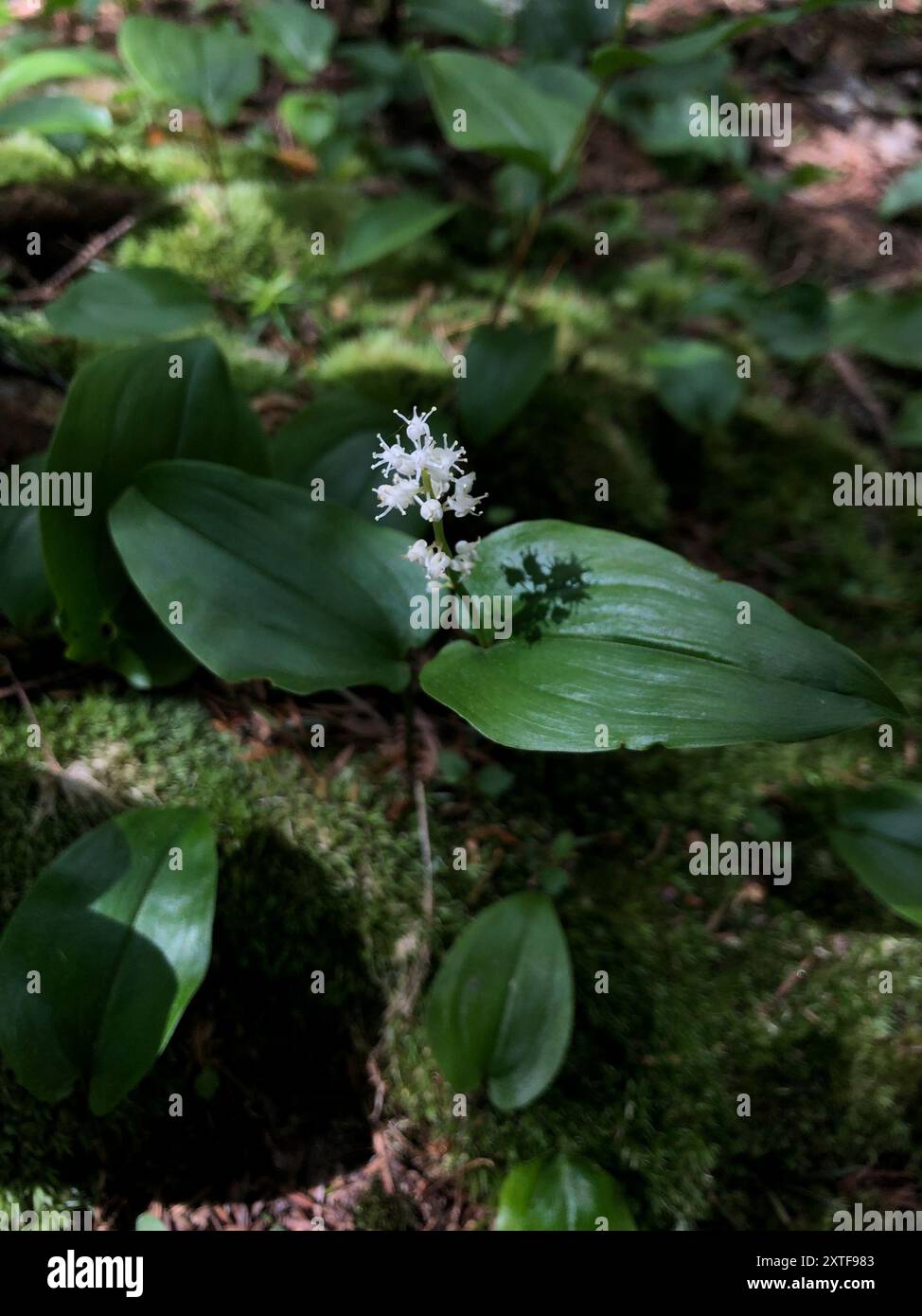 Canada mayflower (Maianthemum canadense) Plantae Stock Photo - Alamy