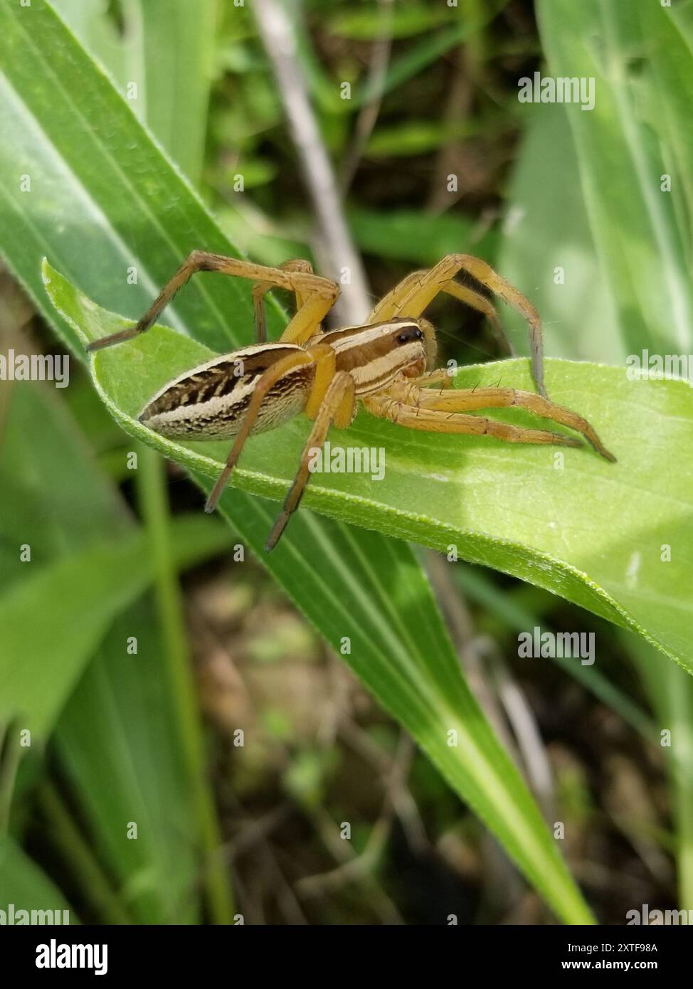 Rabid Wolf Spider (Rabidosa rabida) Arachnida Stock Photo - Alamy