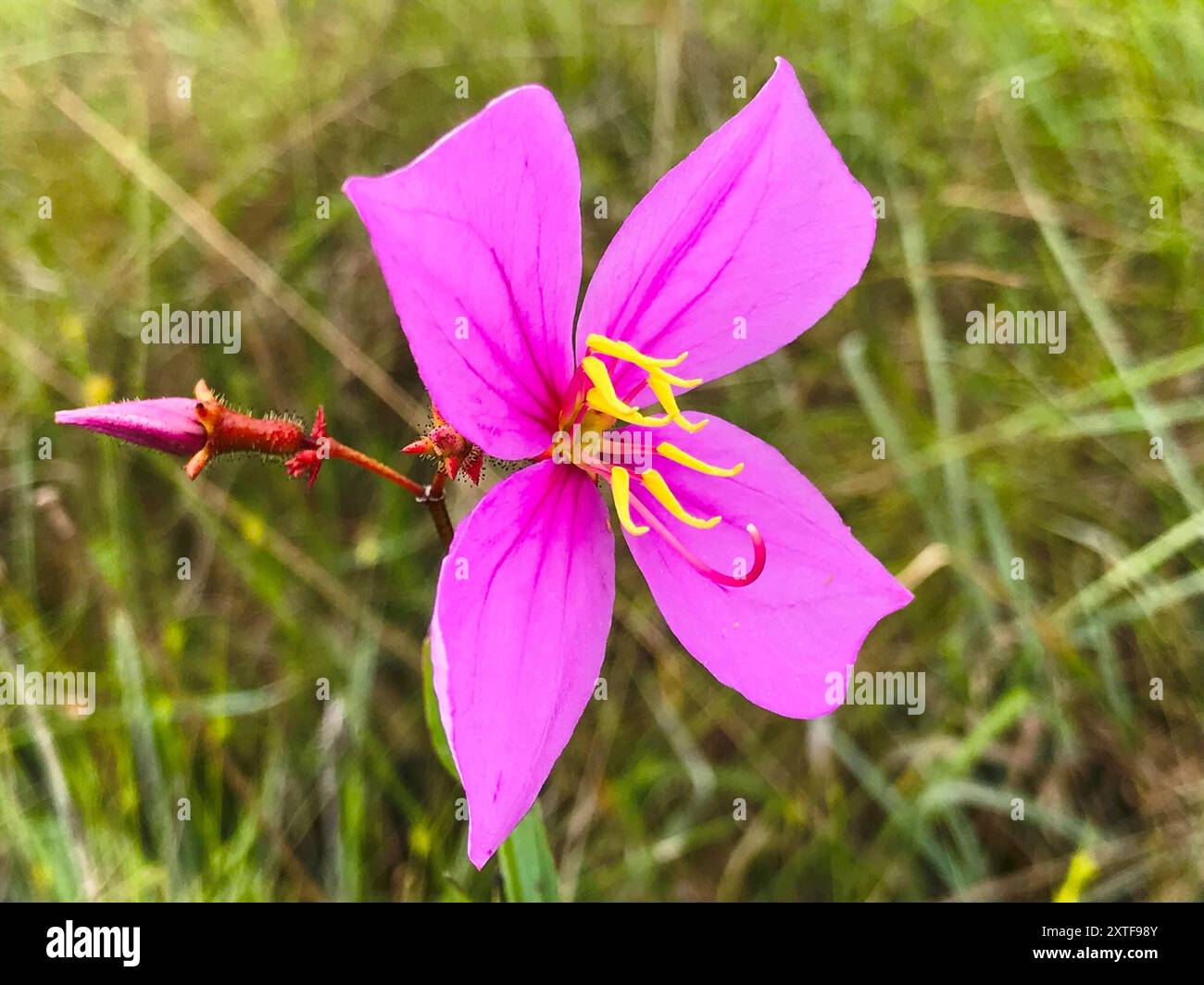 Savannah meadowbeauty (Rhexia alifanus) Plantae Stock Photo - Alamy