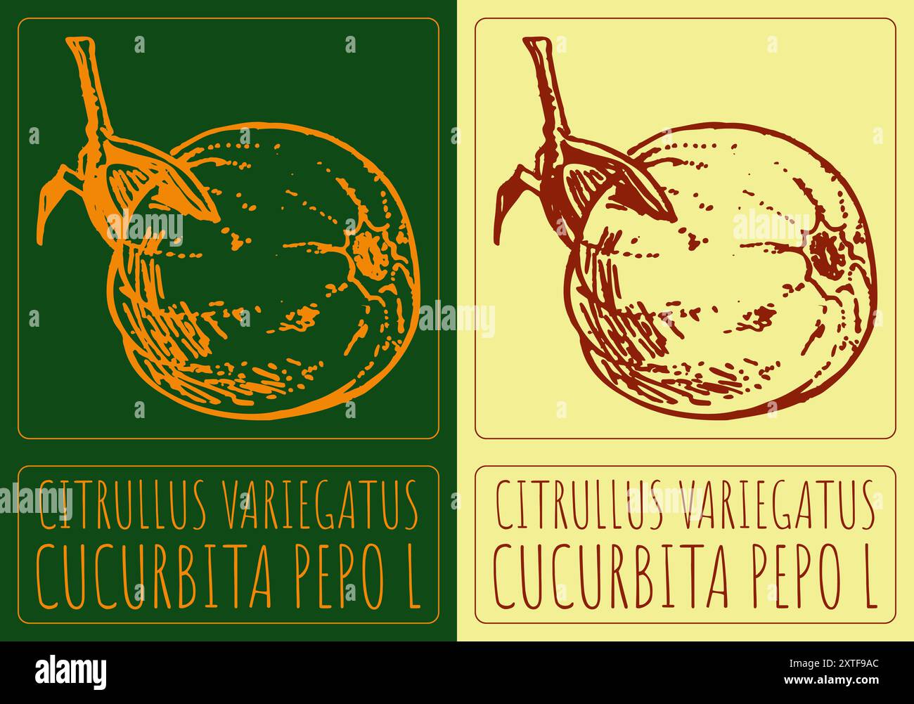 Vector drawing CITRULLUS VARIEGATUS. Hand drawn illustration. Latin ...