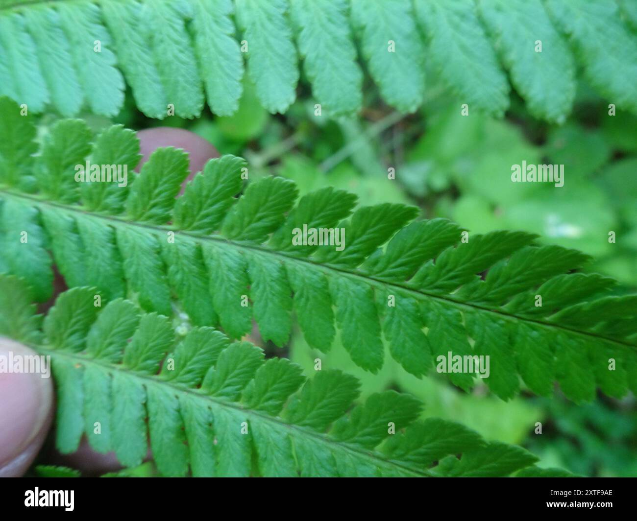 male fern (Dryopteris filix-mas) Plantae Stock Photo - Alamy