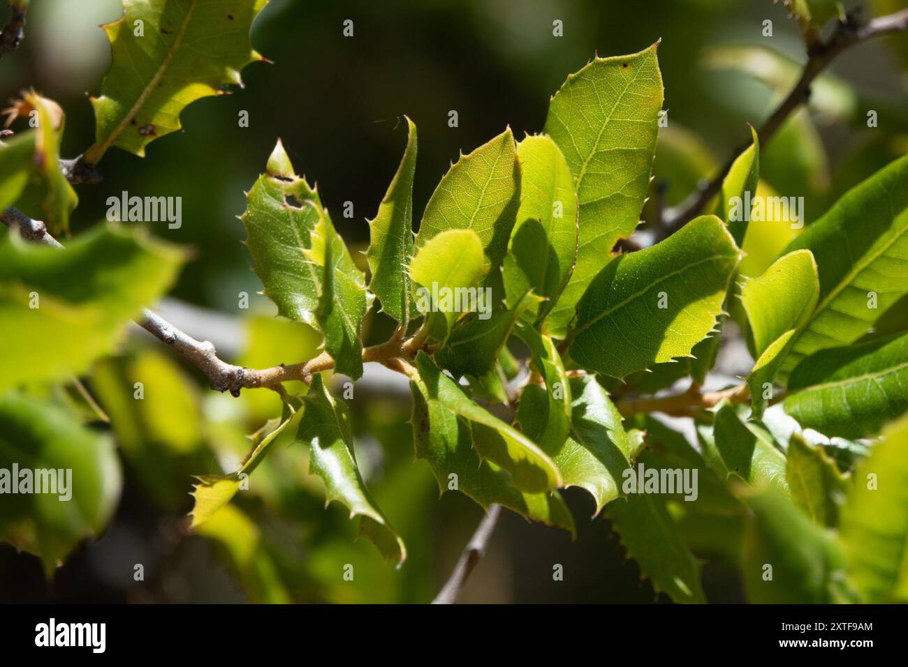 interior live oak (Quercus wislizeni) Plantae Stock Photo - Alamy