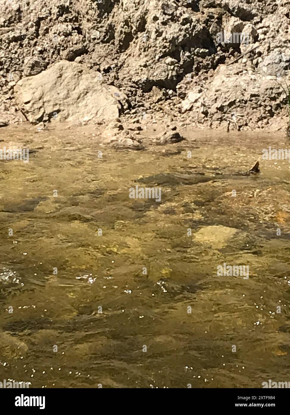 Salmons, pikes and mudminnows (Salmoniformes) Actinopterygii Stock ...