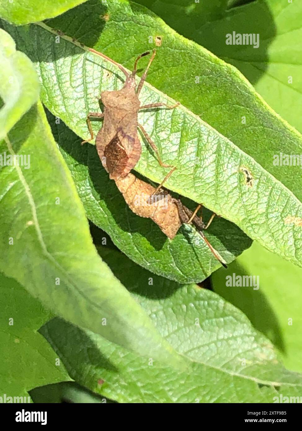 Dock Bug (Coreus marginatus) Insecta Stock Photo - Alamy