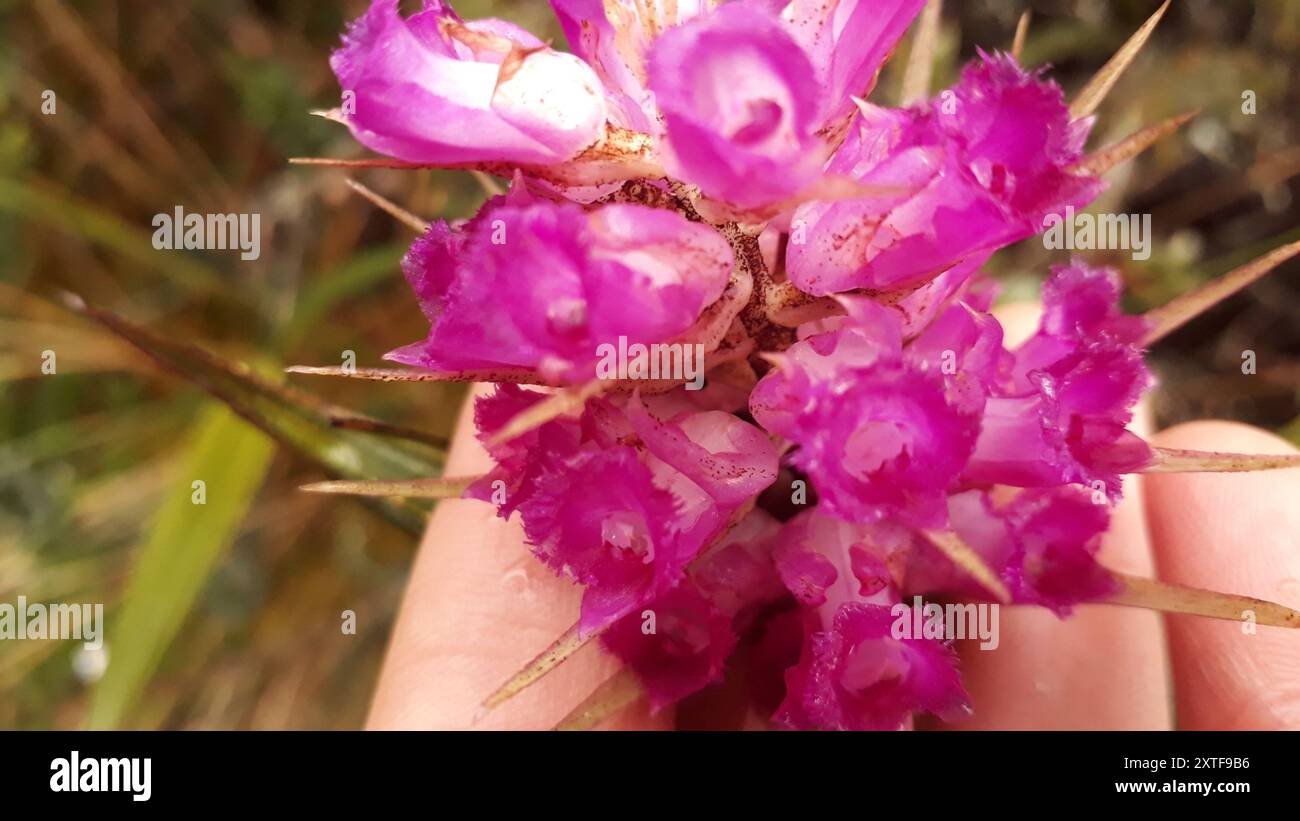 Spotted Elleanthus (Elleanthus maculatus) Plantae Stock Photo - Alamy