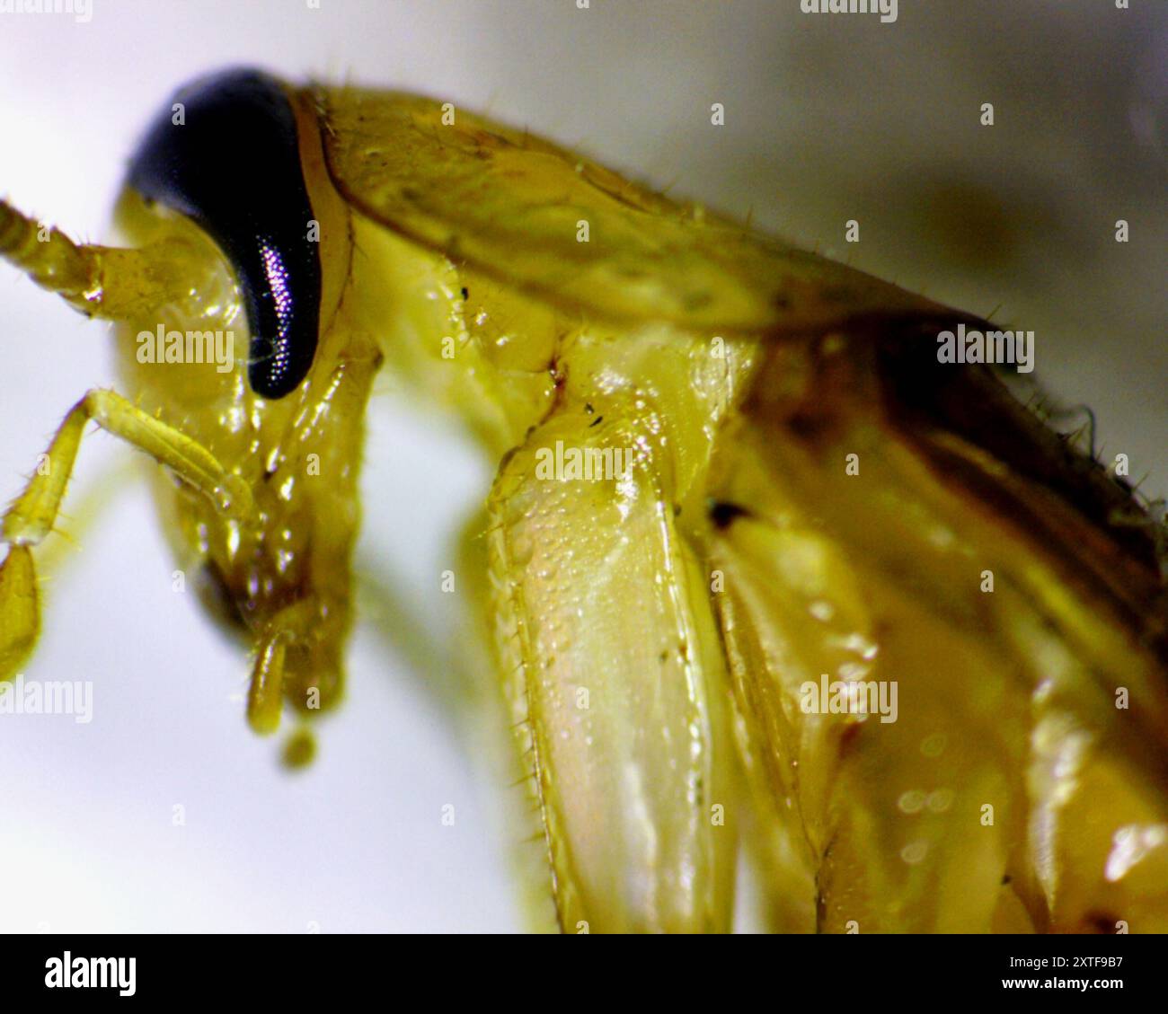 Virginia Wood Cockroach (Parcoblatta virginica) Insecta Stock Photo - Alamy