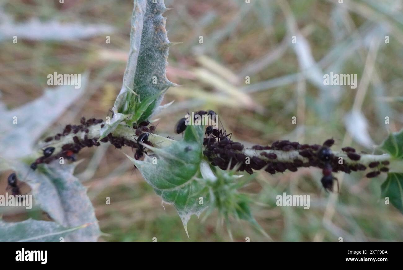 Aphids (Aphididae) Insecta Stock Photo - Alamy