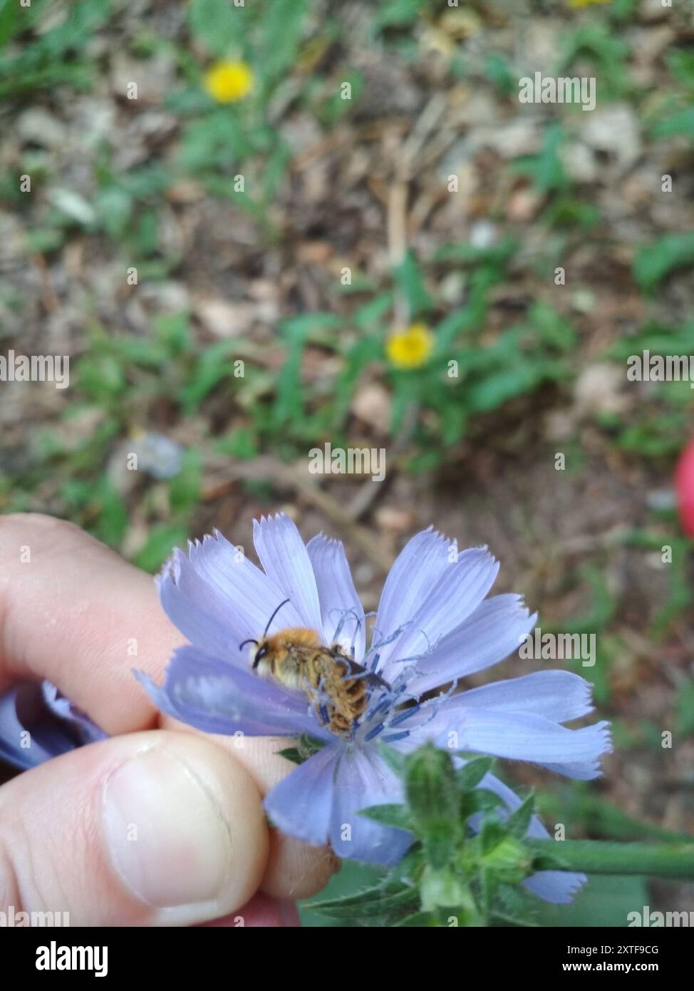 Pantaloon bees (Dasypoda) Insecta Stock Photo - Alamy