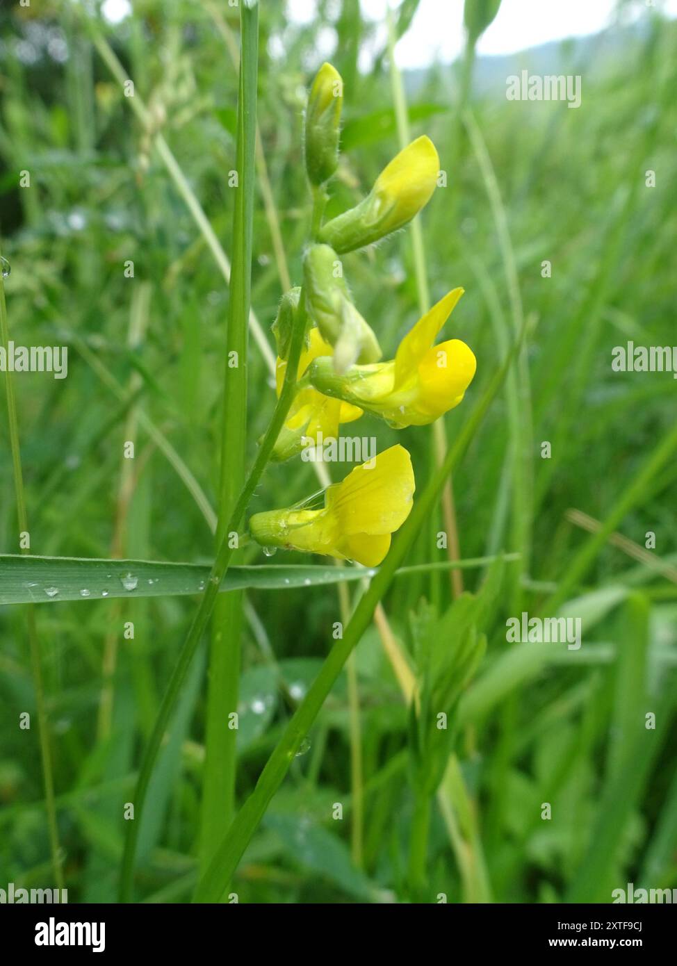 meadow pea (Lathyrus pratensis) Plantae Stock Photo - Alamy