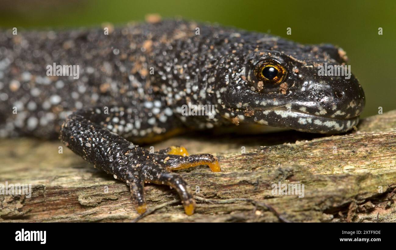 Great Crested Newt (Triturus cristatus) Amphibia Stock Photo - Alamy