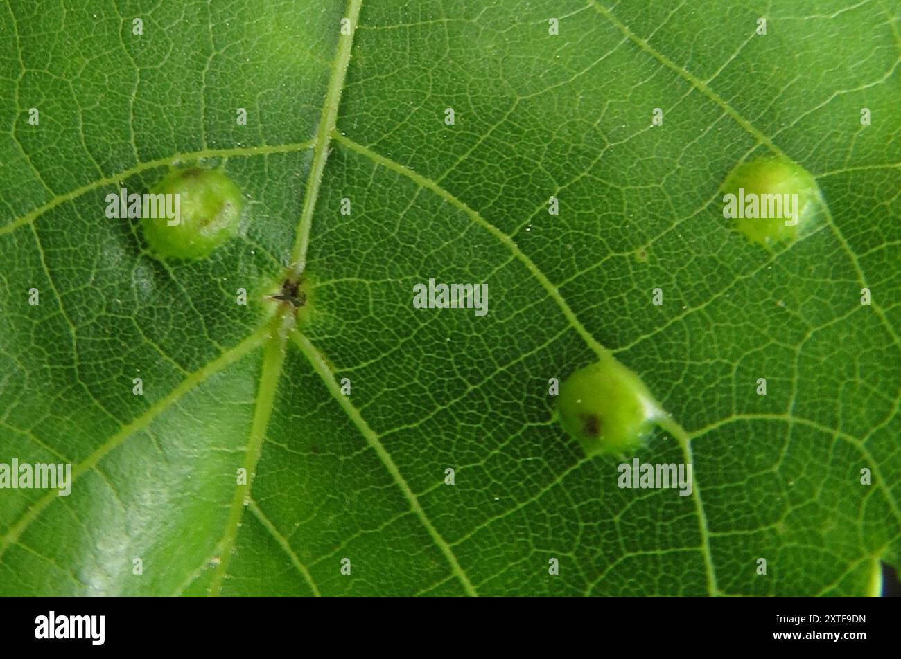 (Phylloxera caryaesemen) Insecta Stock Photo - Alamy