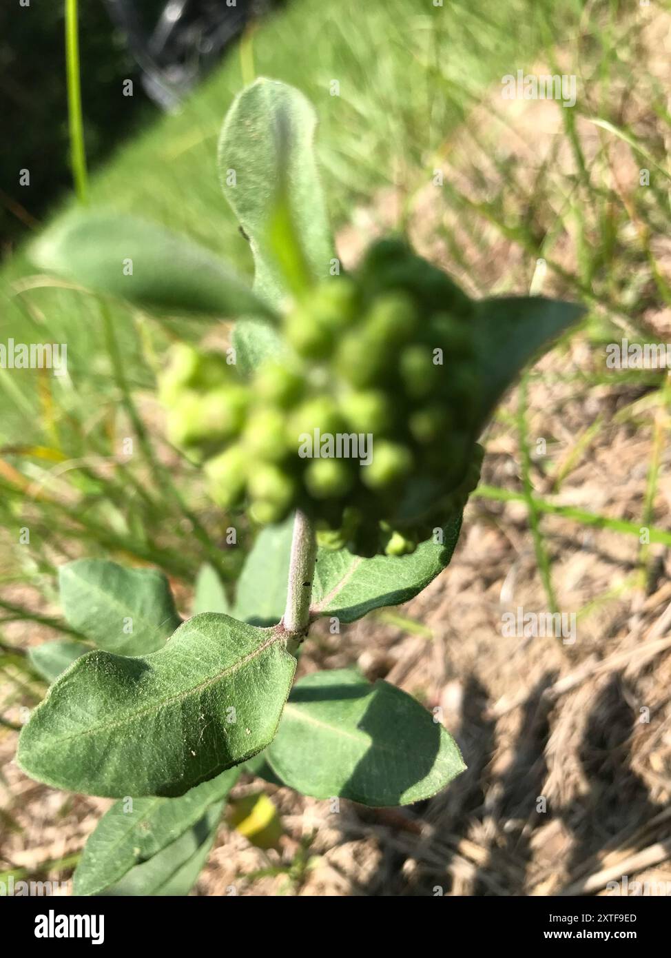 green comet milkweed (Asclepias viridiflora) Plantae Stock Photo - Alamy