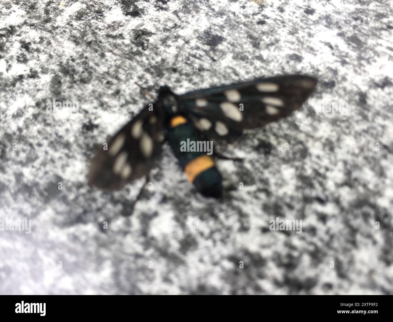 Nine-spotted Moth (Amata phegea) Insecta Stock Photo - Alamy