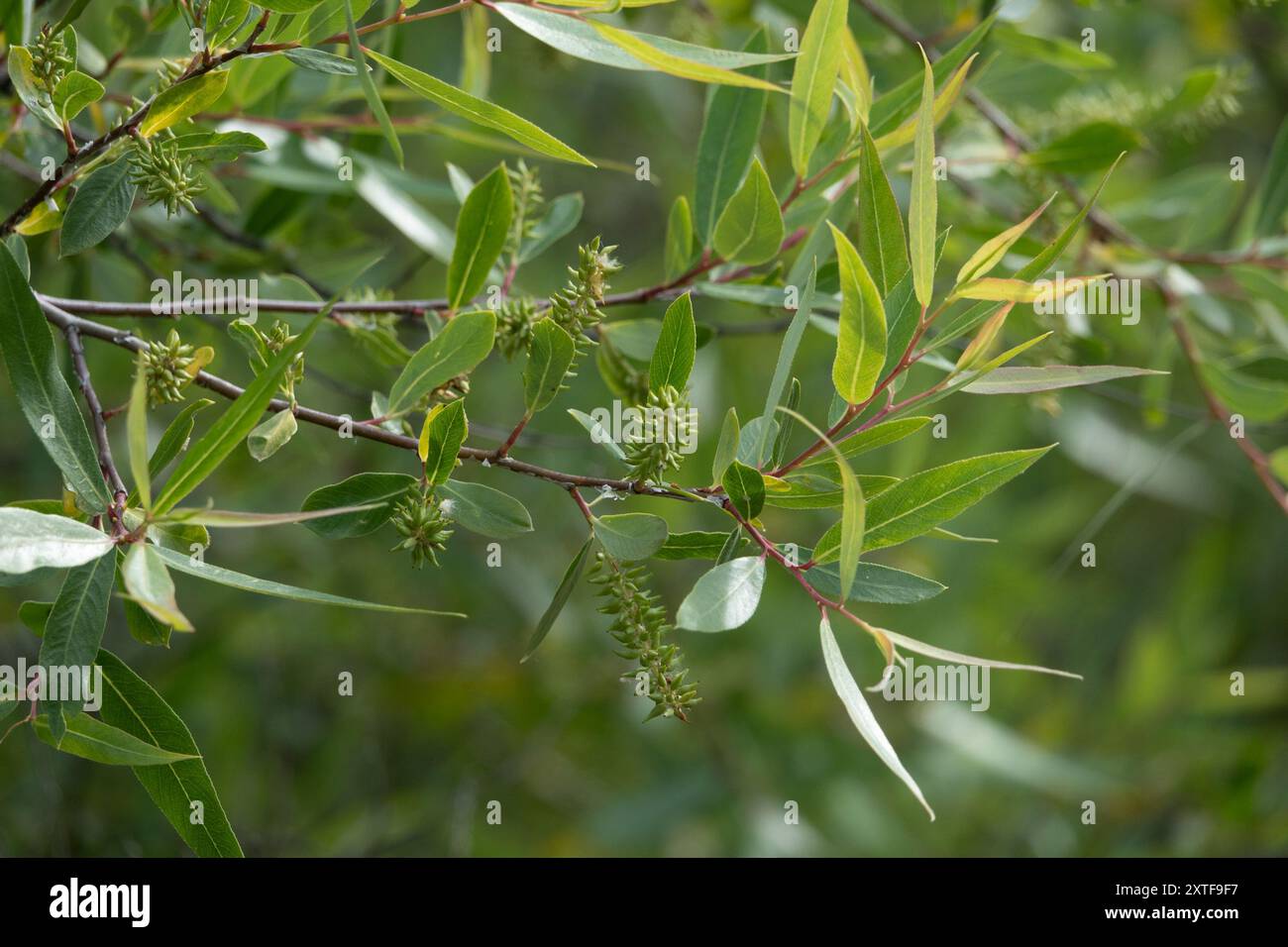 red willow (Salix laevigata) Plantae Stock Photo - Alamy