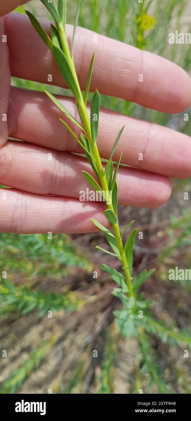 steppe spurge (Euphorbia seguieriana) Plantae Stock Photo - Alamy