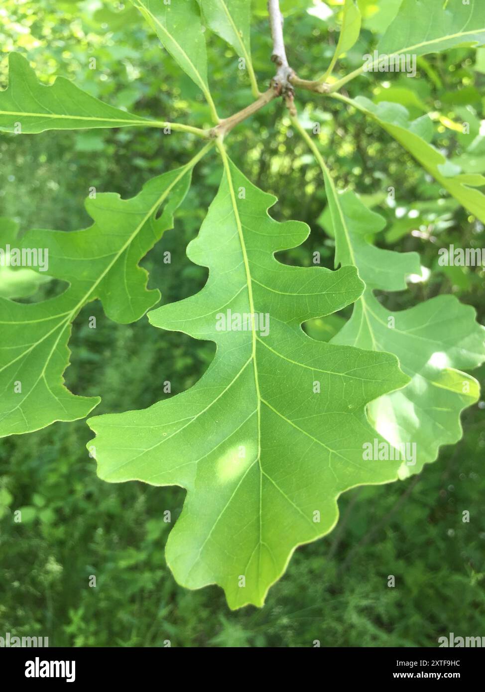 bur oak (Quercus macrocarpa) Plantae Stock Photo - Alamy