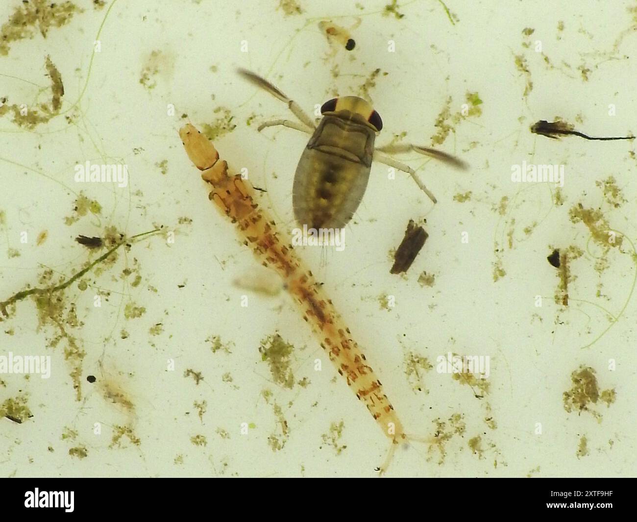 Water Boatmen (Corixidae) Insecta Stock Photo - Alamy