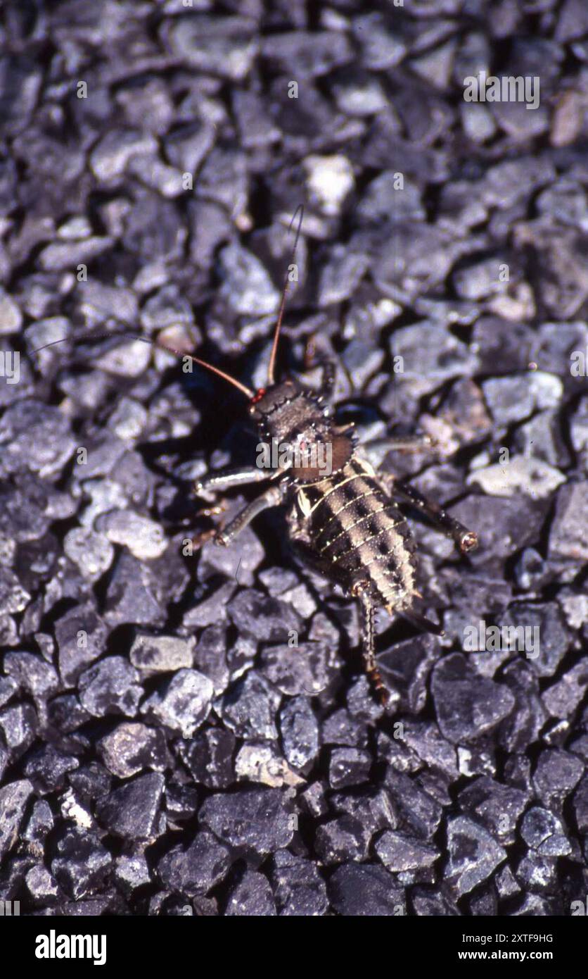 Corncricket hi-res stock photography and images - Alamy