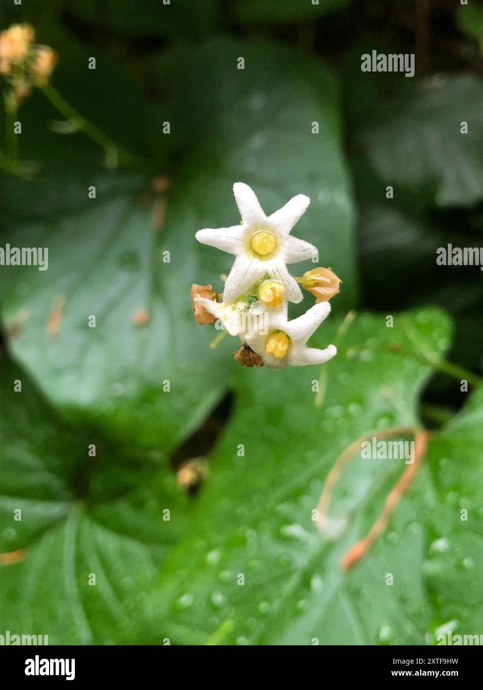 coastal manroot (Marah oregana) Plantae Stock Photo - Alamy
