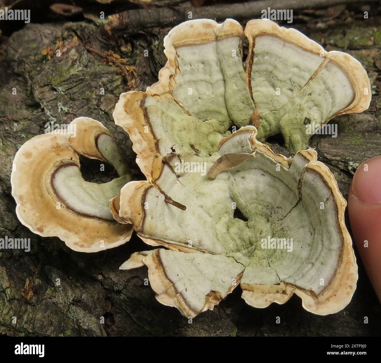 False Turkey-Tail (Stereum ostrea) Fungi Stock Photo - Alamy