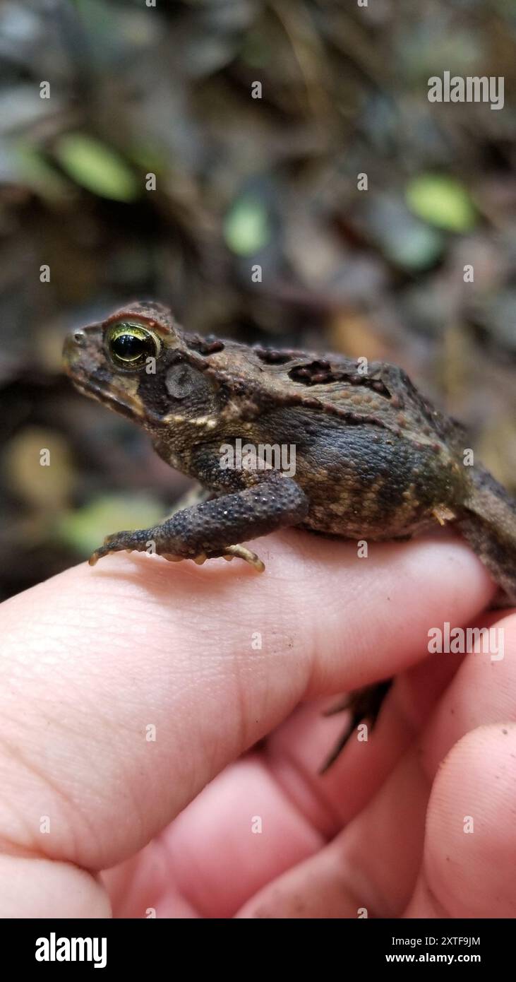 True Toads (Bufonidae) Amphibia Stock Photo - Alamy