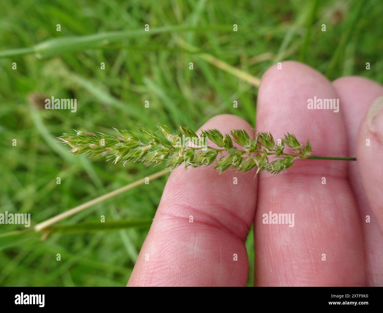 crested dogtail grass (Cynosurus cristatus) Plantae Stock Photo - Alamy
