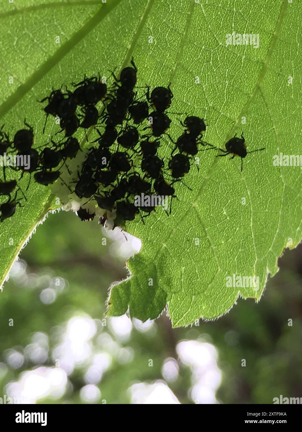 Winged and Once-winged Insects (Pterygota) Insecta Stock Photo - Alamy