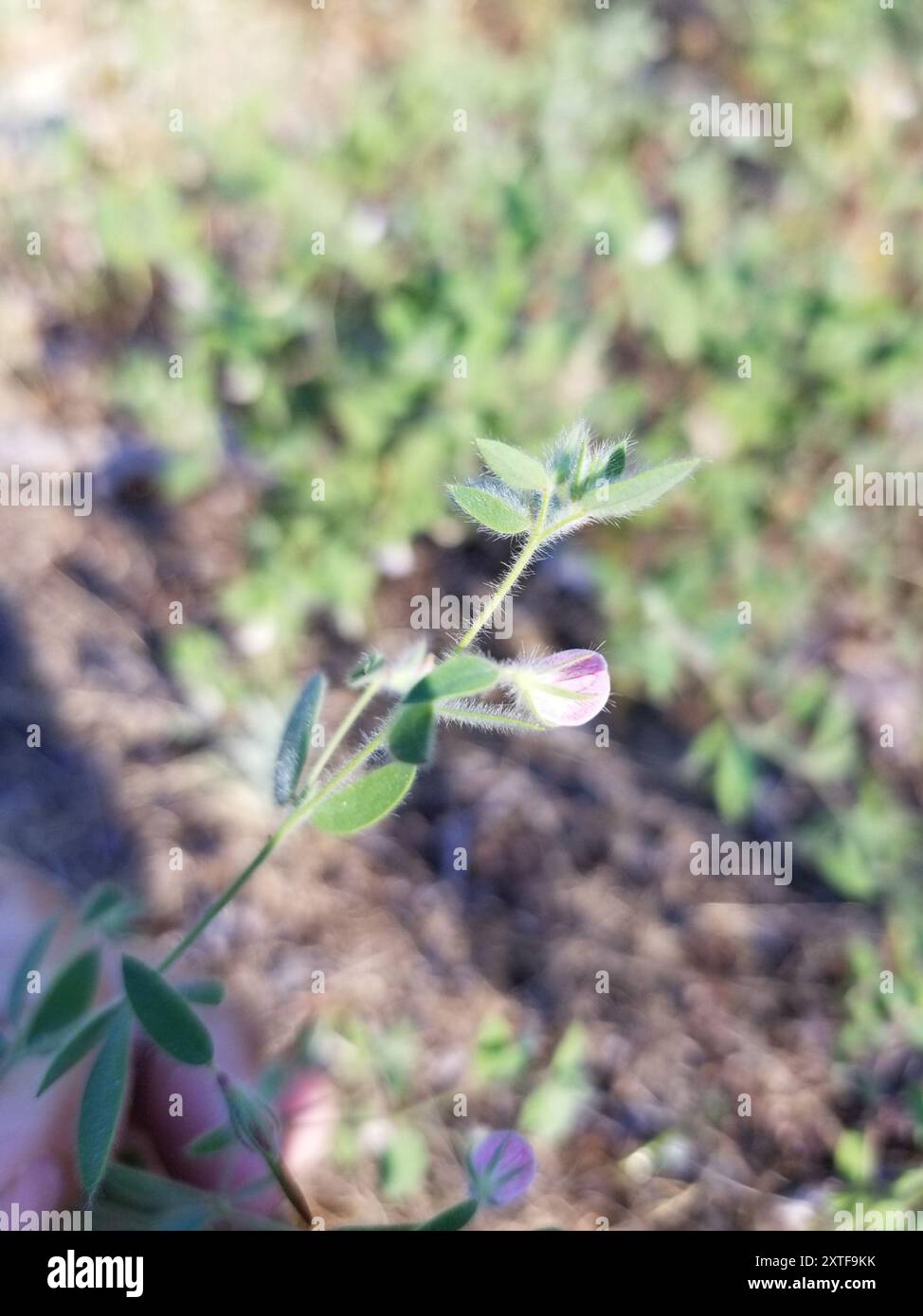 Spanish clover (Acmispon americanus) Plantae Stock Photo - Alamy