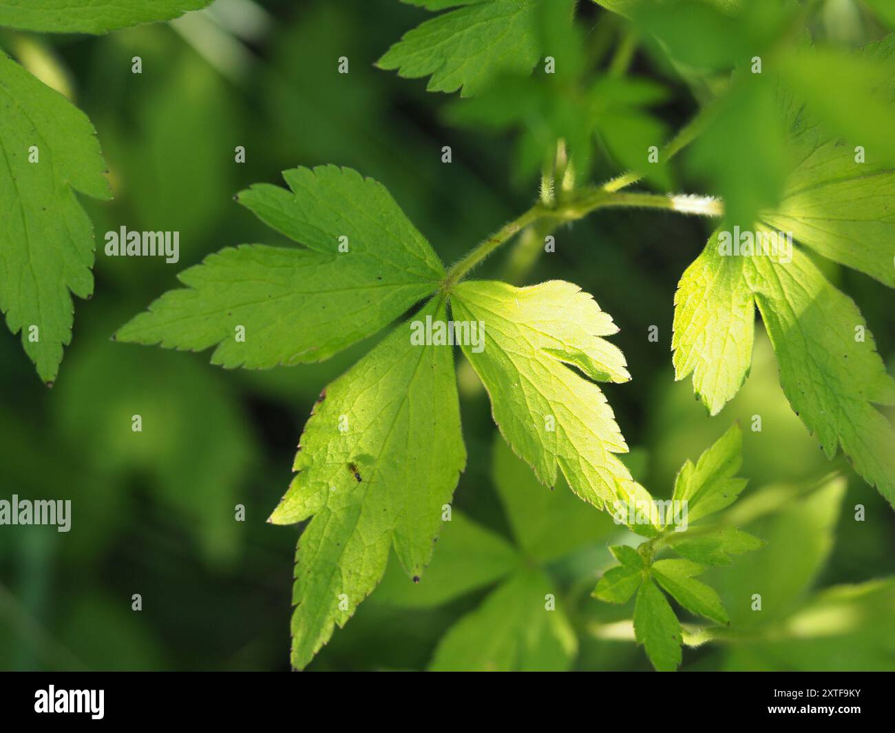 tall thimbleweed (Anemone virginiana) Plantae Stock Photo - Alamy