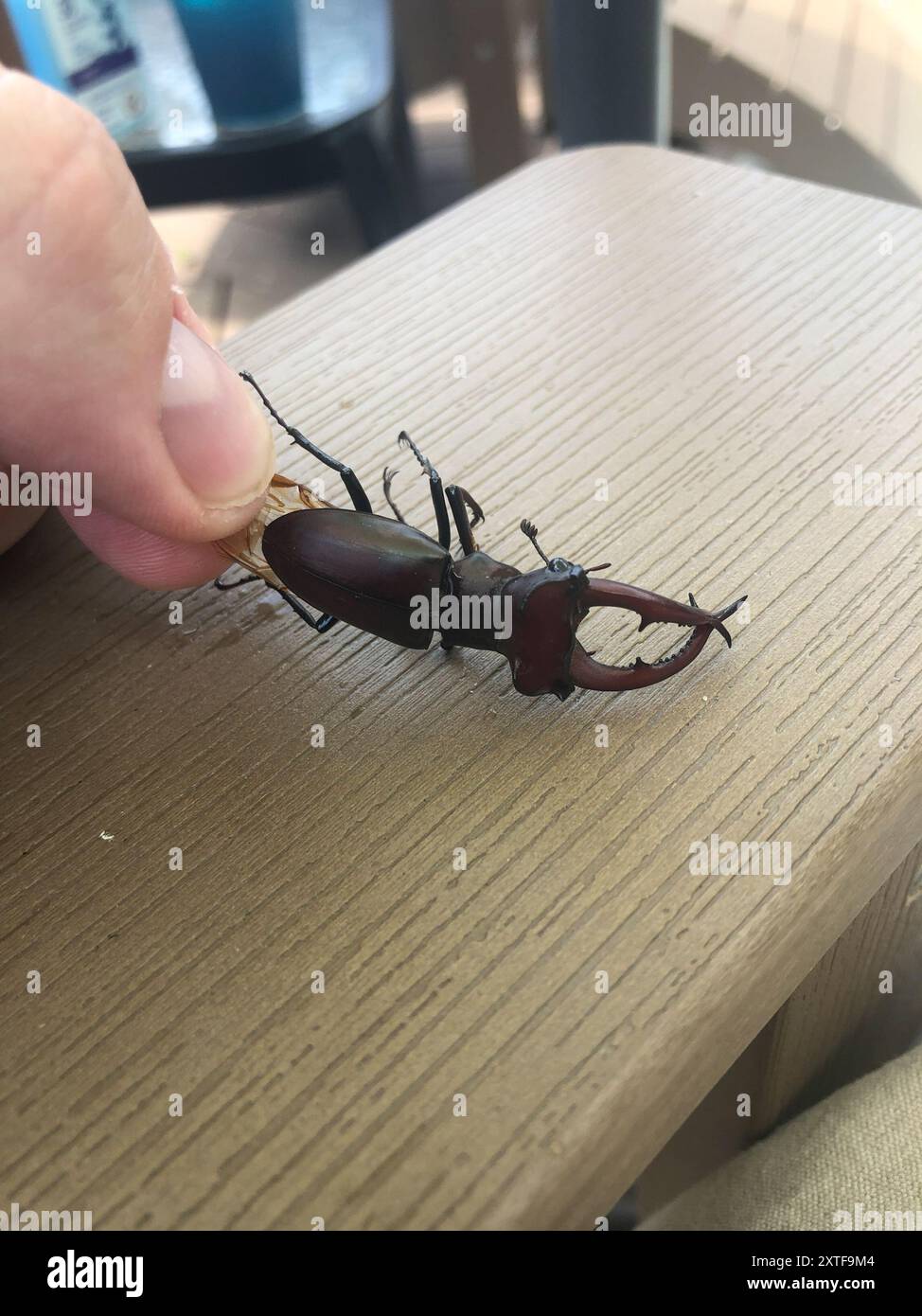 Giant Stag Beetle (Lucanus elaphus) Insecta Stock Photo - Alamy