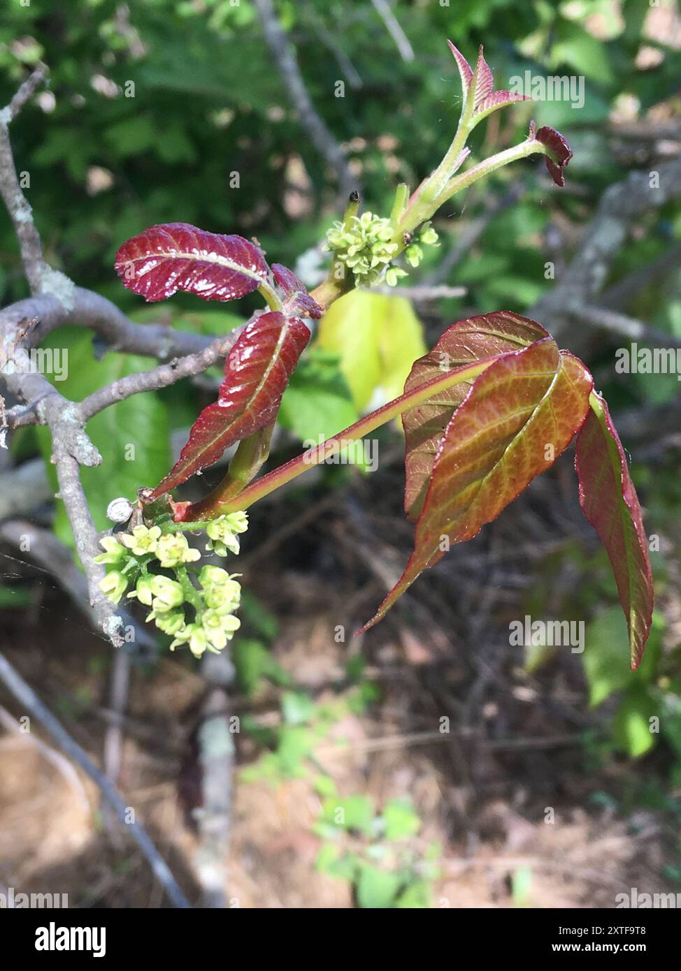 poison ivies and oaks (Toxicodendron) Plantae Stock Photo - Alamy