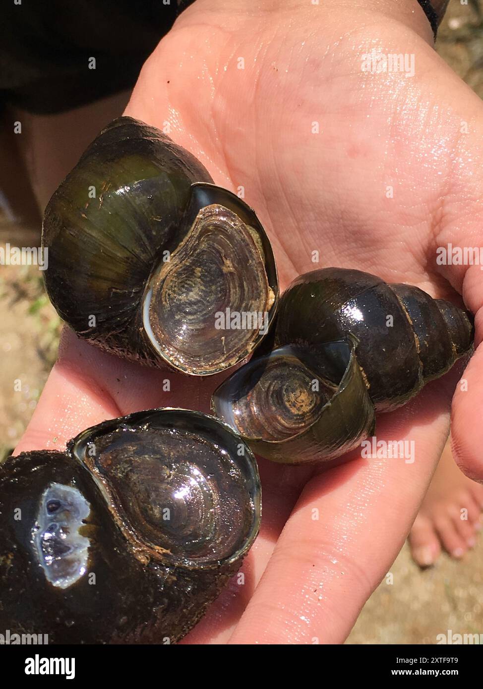 Chinese Mystery Snail (Cipangopaludina chinensis) Mollusca Stock Photo ...