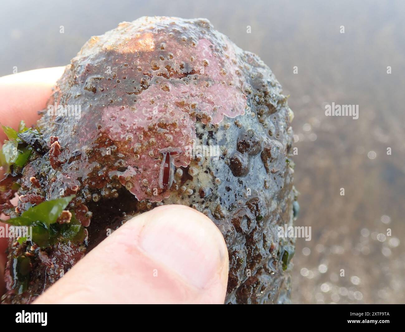 Crustose coralline algae hi-res stock photography and images - Alamy