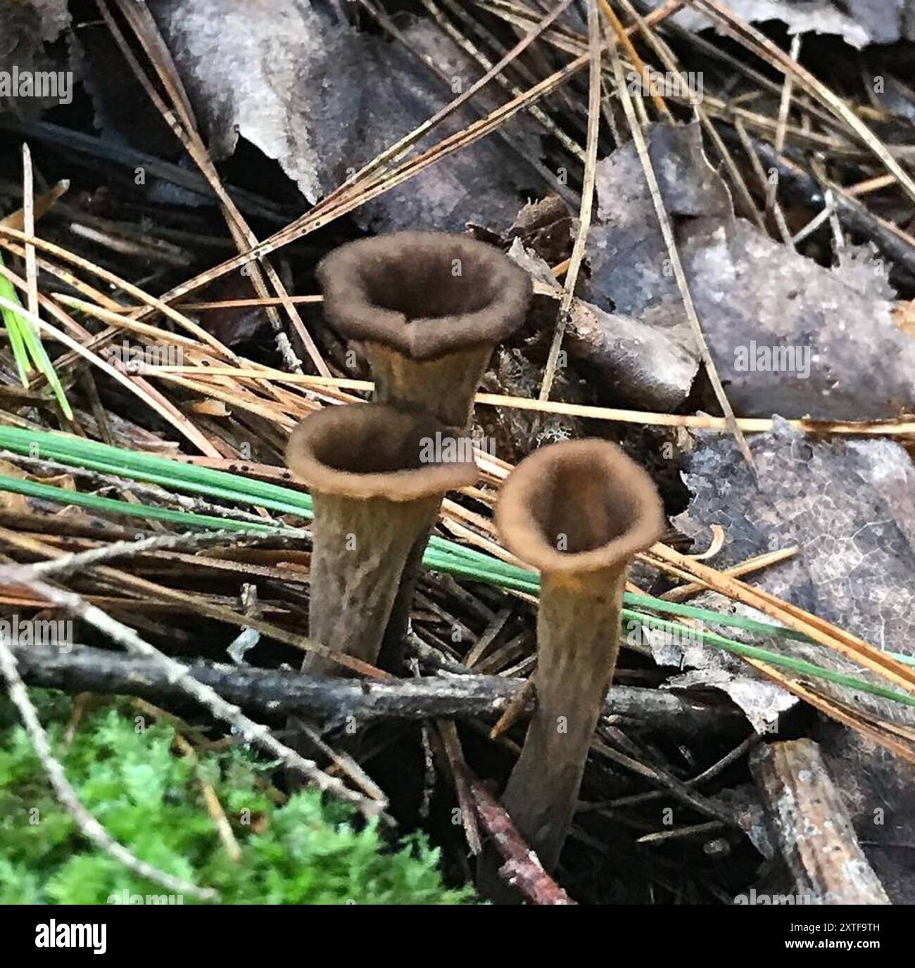 Eastern Black Trumpet (Craterellus fallax) Fungi Stock Photo - Alamy