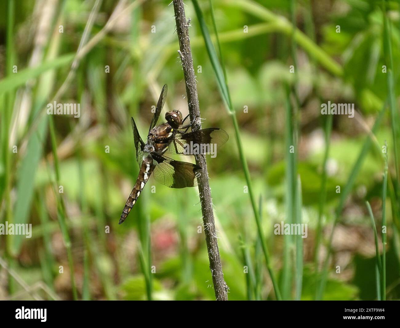 Common Whitetail (Plathemis lydia) Insecta Stock Photo - Alamy