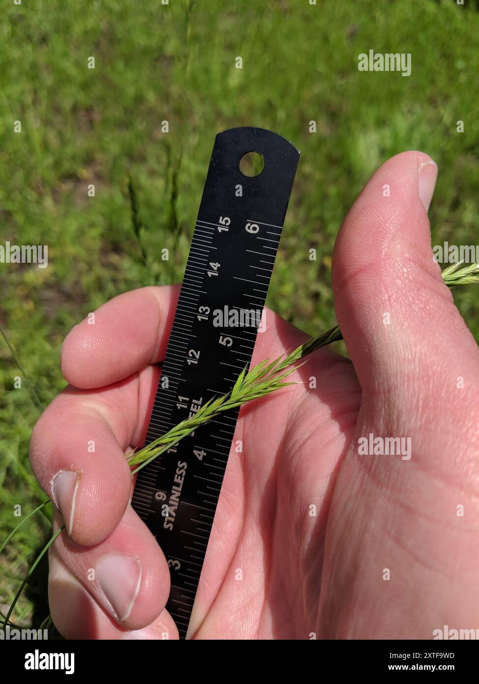 mountain bunch grass (Festuca viridula) Plantae Stock Photo - Alamy