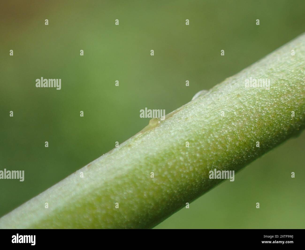 Kenaf (Hibiscus cannabinus) Plantae Stock Photo - Alamy