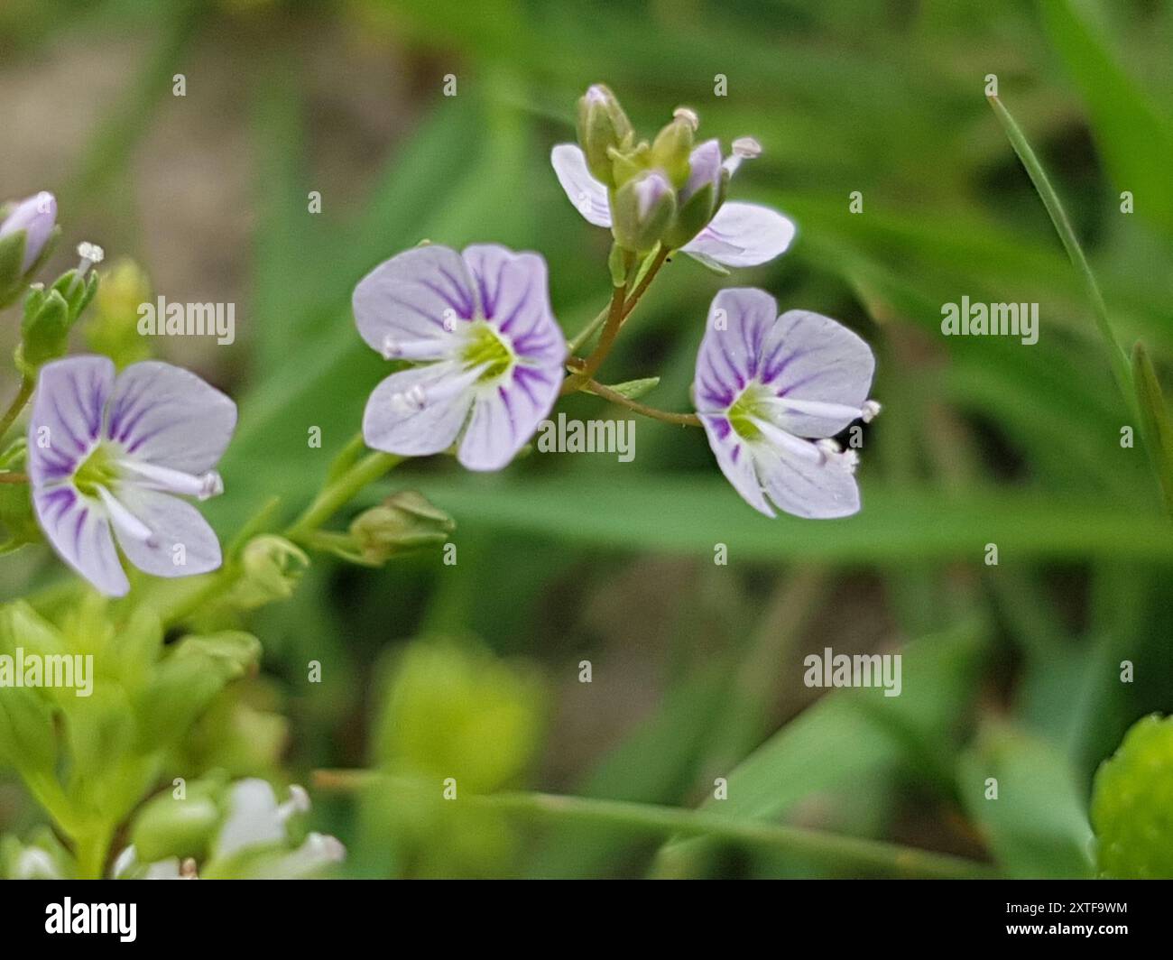 blue water-speedwell (Veronica anagallis-aquatica) Plantae Stock Photo ...