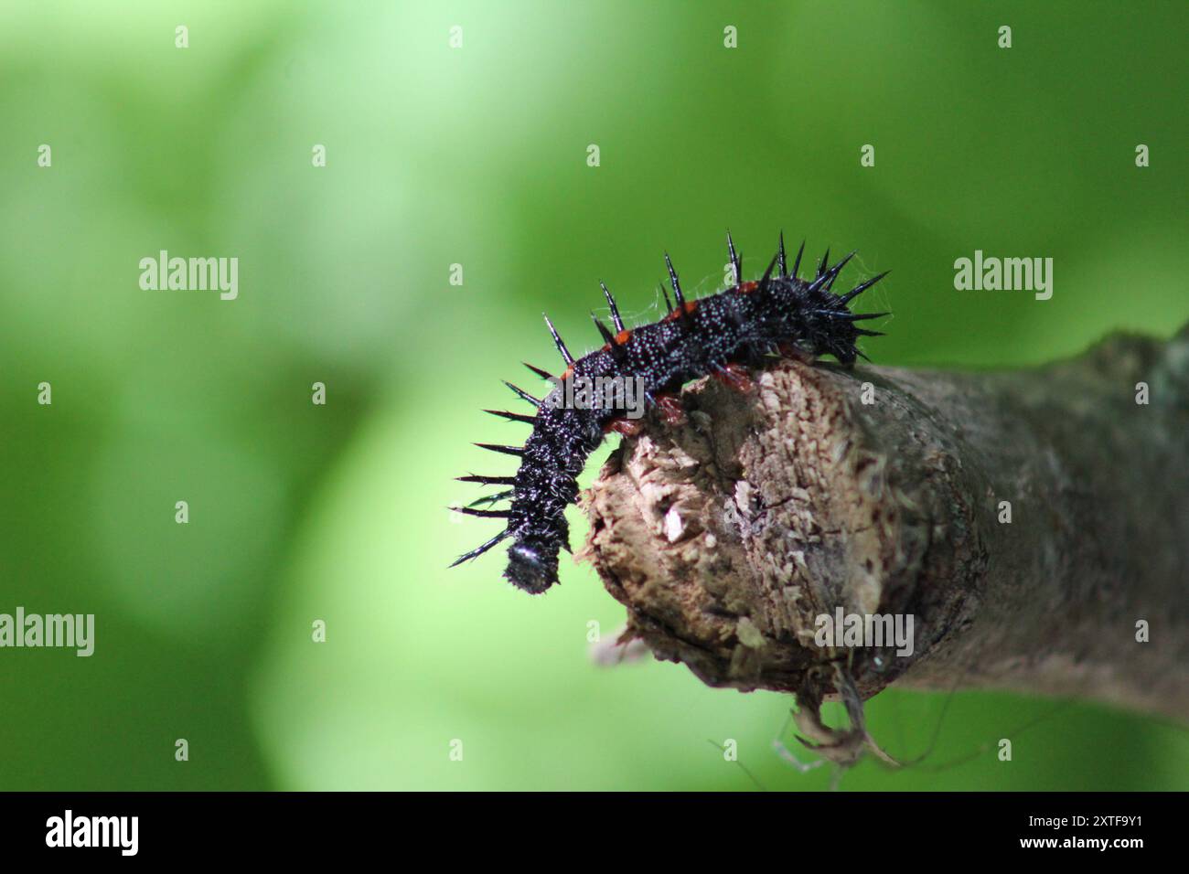 Mourning Cloak (Nymphalis antiopa) Insecta Stock Photo - Alamy