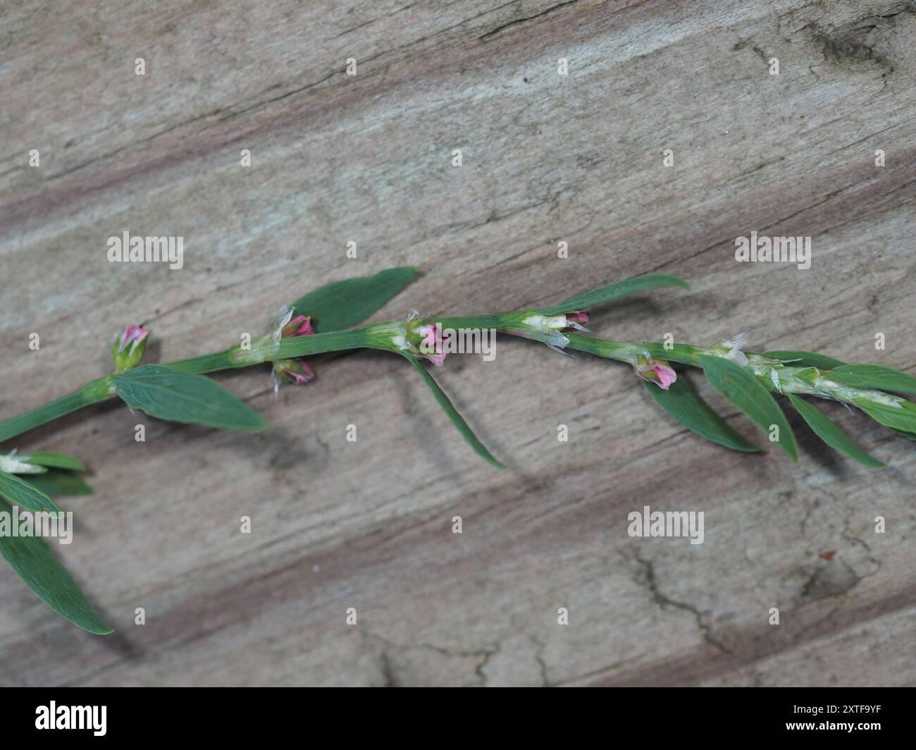 Prostrate Knotweed (Polygonum aviculare) Plantae Stock Photo - Alamy