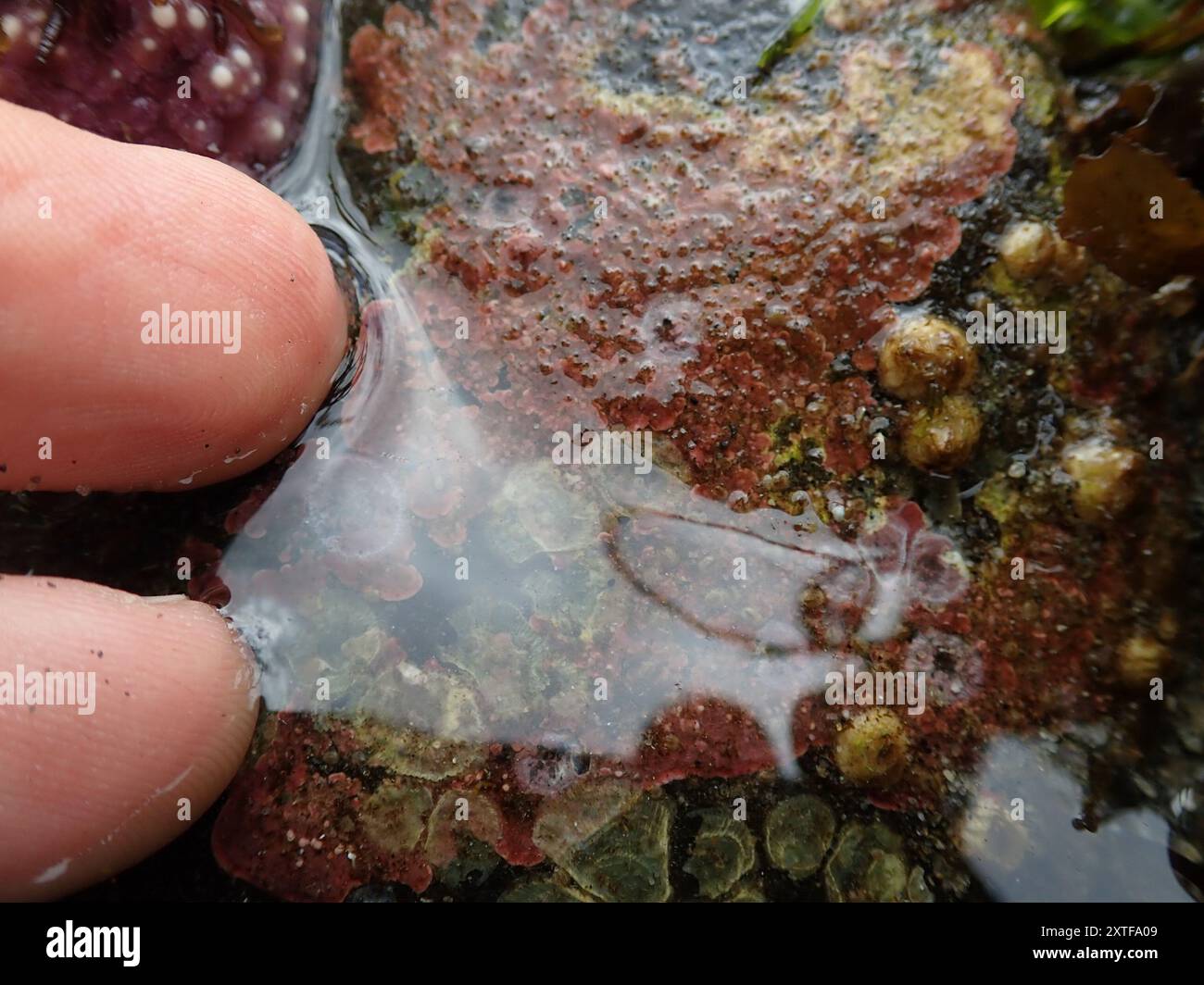 Crustose coralline algae hi-res stock photography and images - Alamy