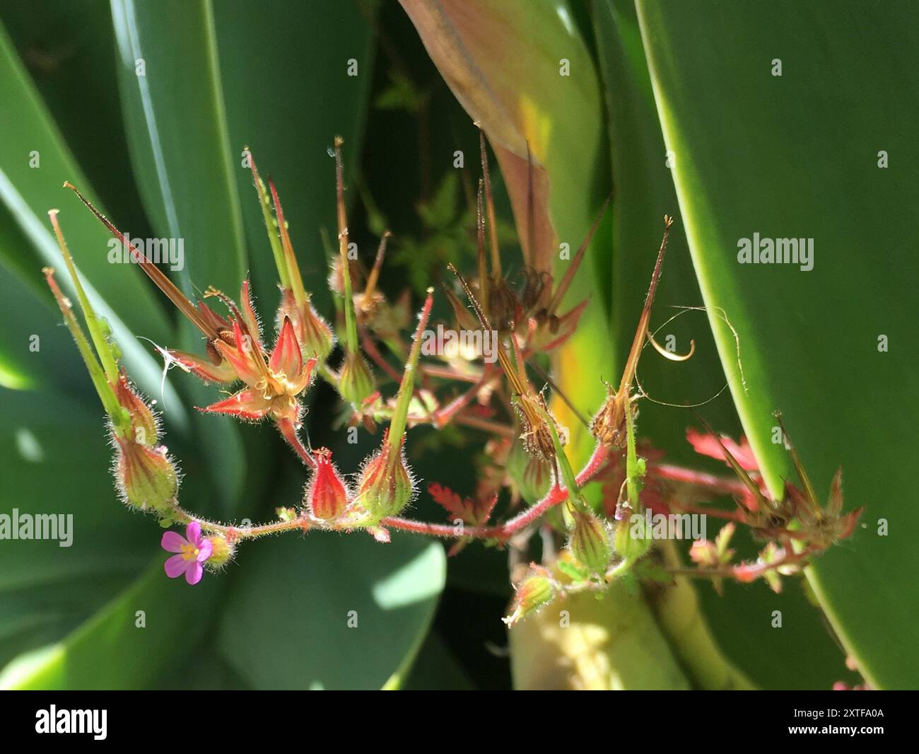 Little-Robin (Geranium purpureum) Plantae Stock Photo - Alamy