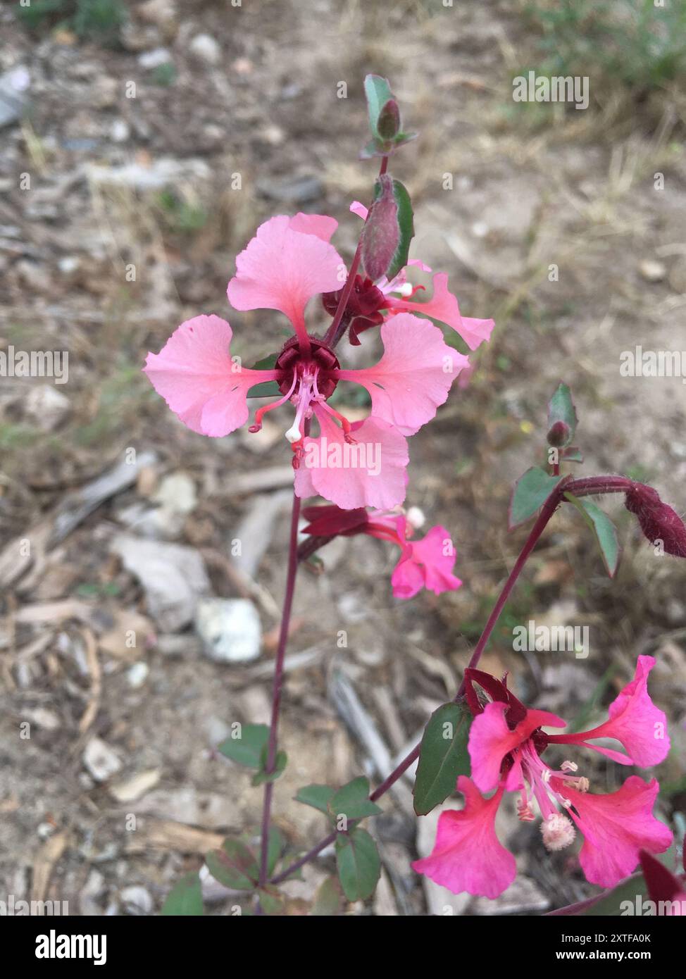 Elegant Clarkia (Clarkia unguiculata) Plantae Stock Photo - Alamy