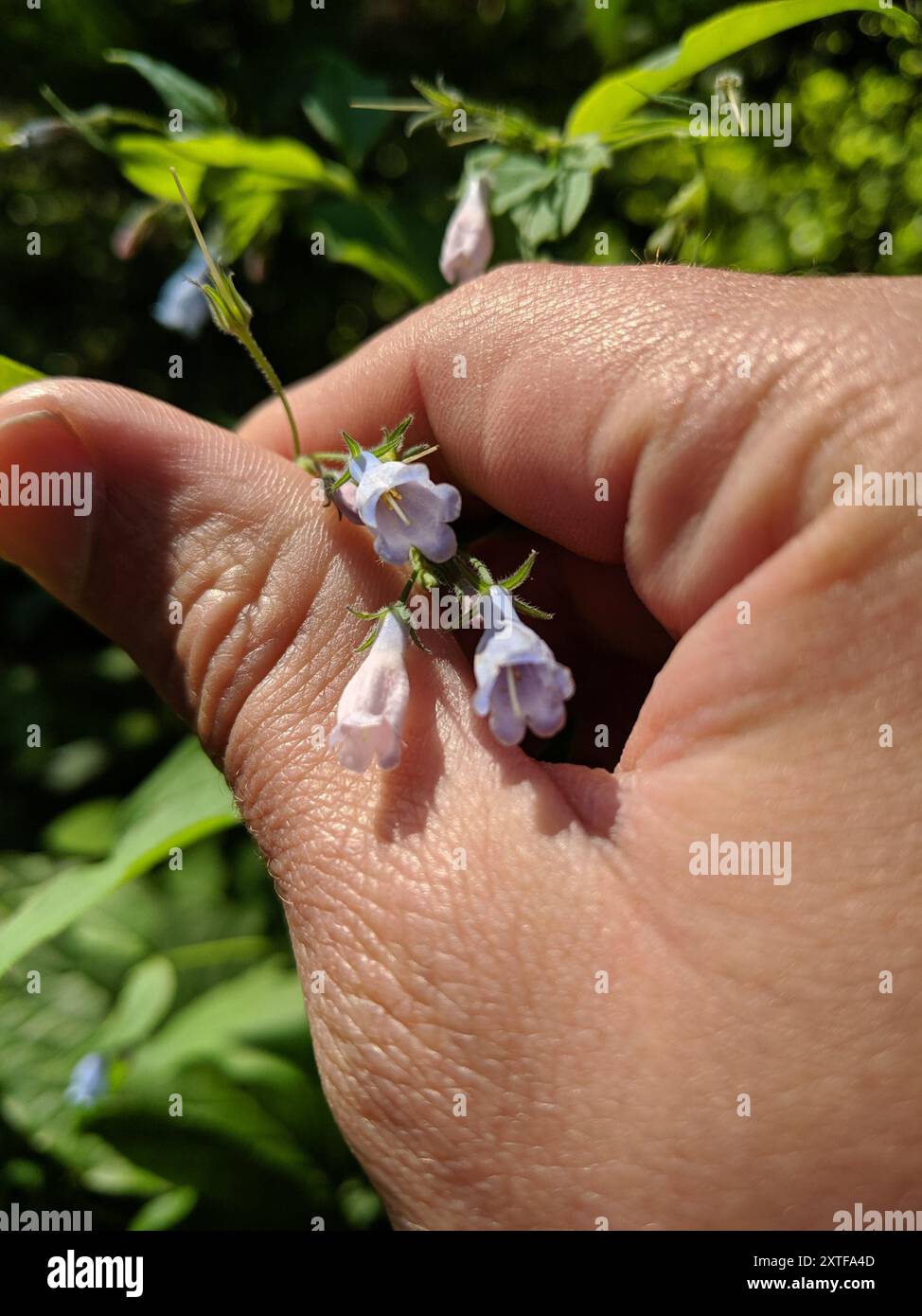 Tall Bluebell (Mertensia paniculata) Plantae Stock Photo - Alamy
