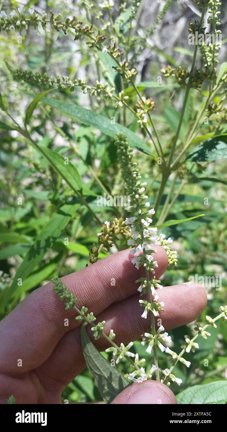 Asiatic butterfly-bush (Buddleja asiatica) Plantae Stock Photo - Alamy