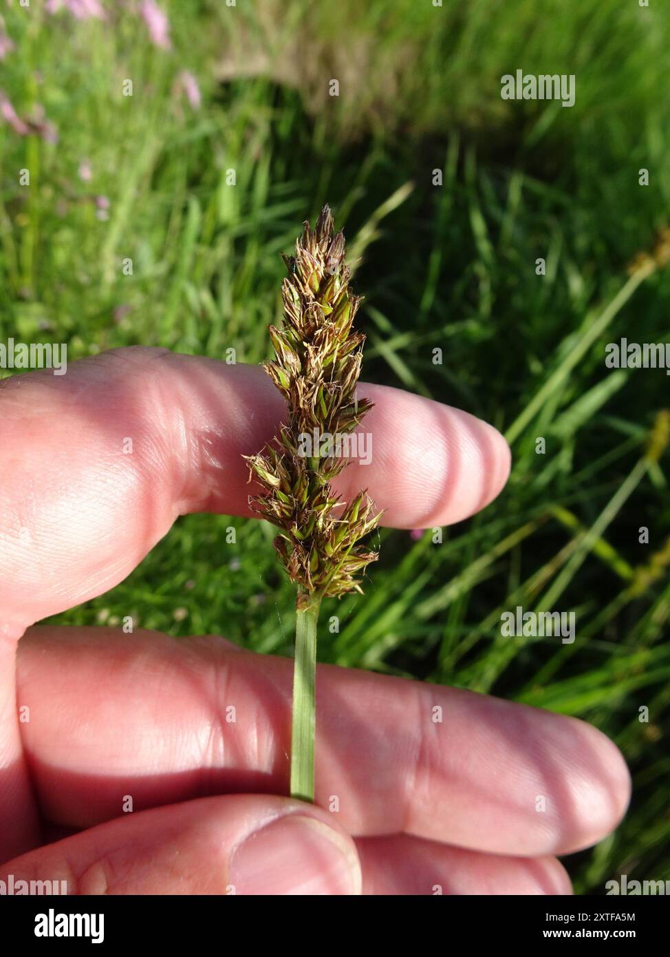 False Fox-sedge (Carex otrubae) Plantae Stock Photo - Alamy