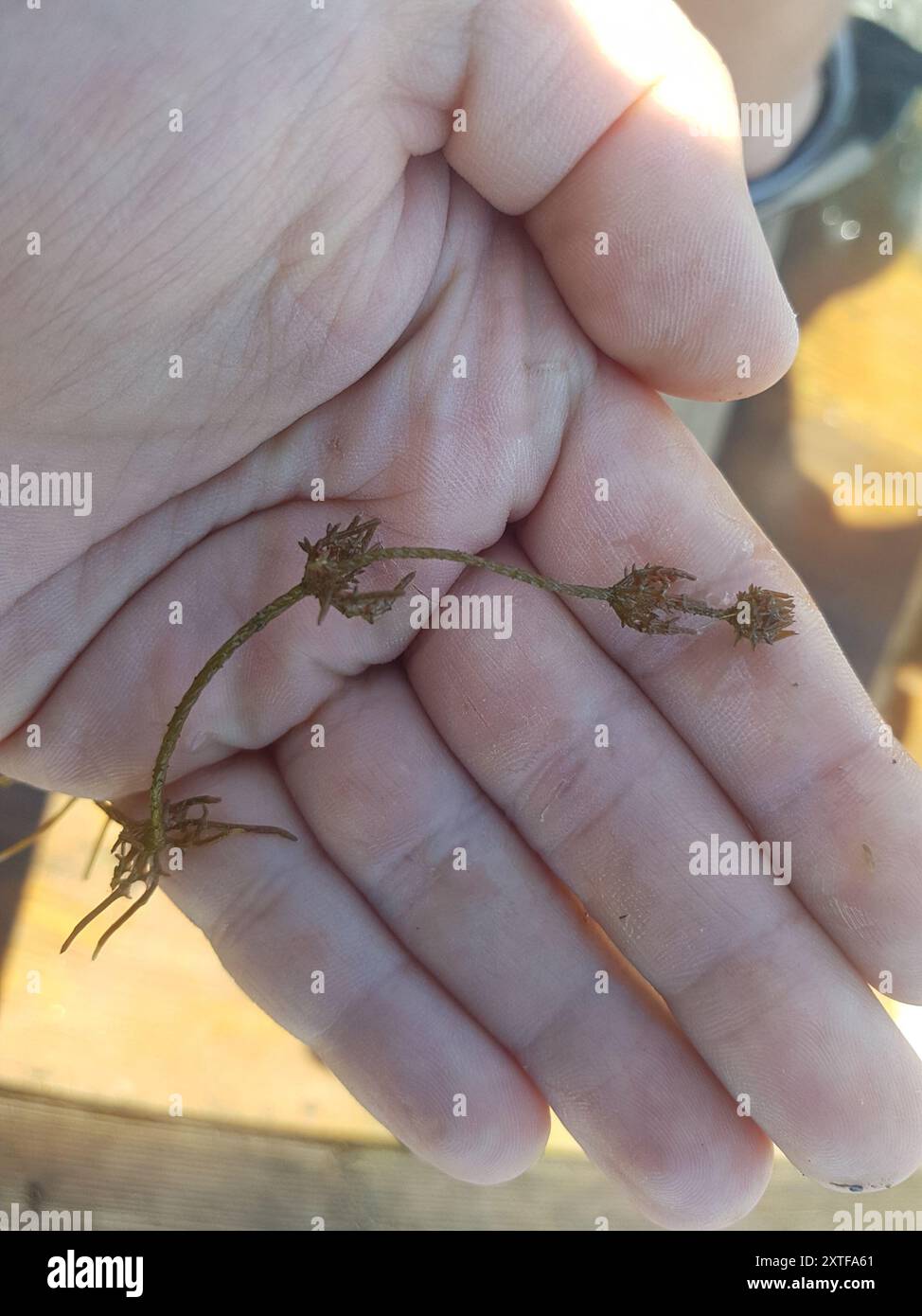 coral stonewort (Chara tomentosa) Plantae Stock Photo - Alamy