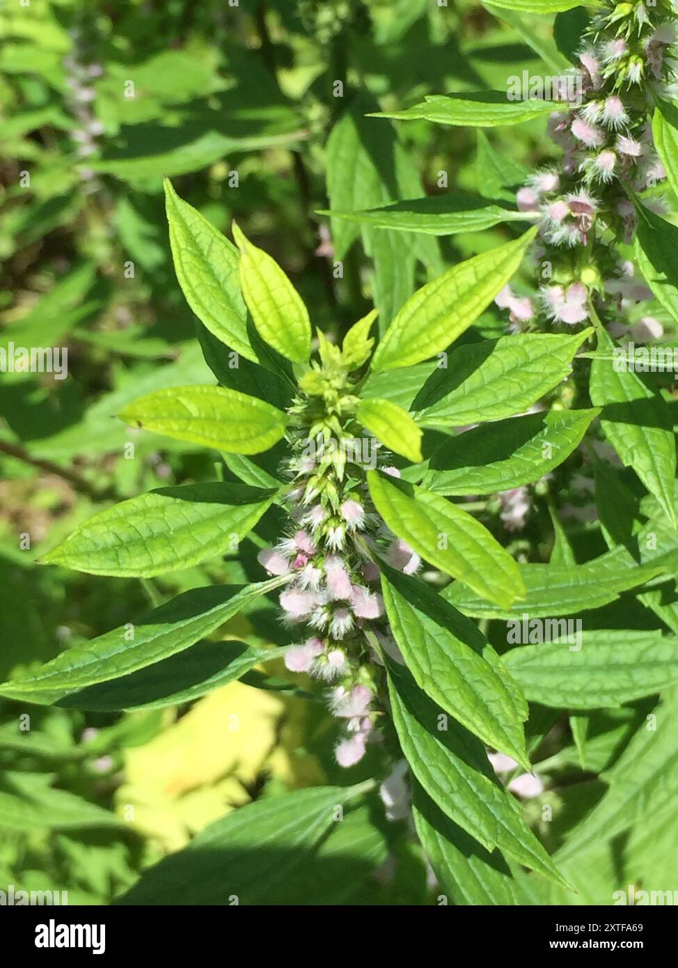 common motherwort (Leonurus cardiaca) Plantae Stock Photo - Alamy
