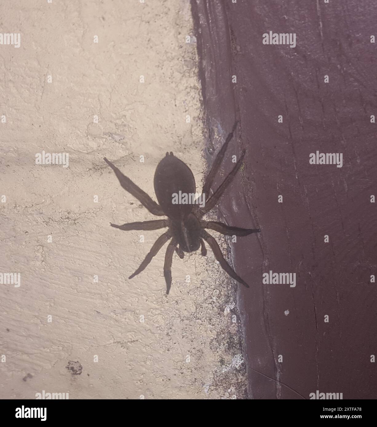 Wetland Giant Wolf Spider (Tigrosa helluo) Arachnida Stock Photo - Alamy