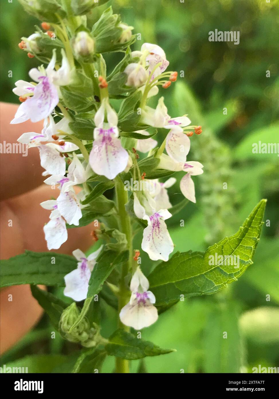 American germander (Teucrium canadense) Plantae Stock Photo - Alamy